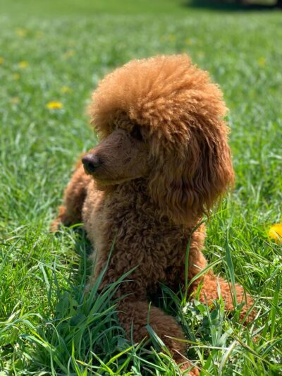 unsere Pudel – Aloha Löckchen