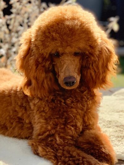 unsere Pudel – Aloha Löckchen